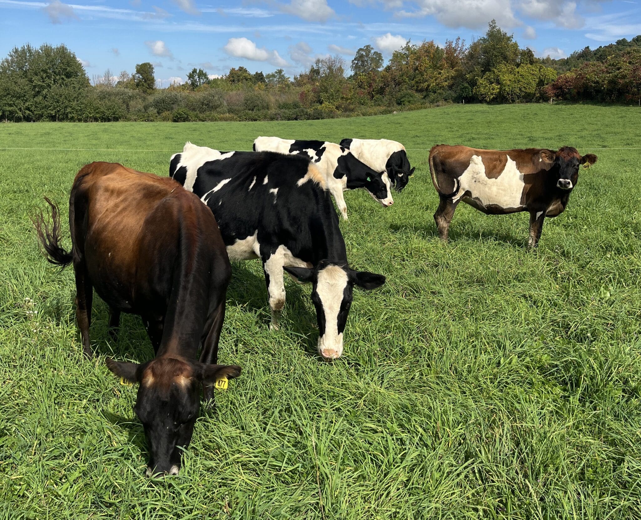 THE LEATHERSTOCKING CATTLE EXCHANGE - Northwood Auctions
